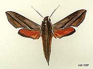 Papua Insects Foundation (Lepidoptera/Sphingidae)